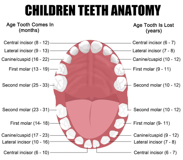 Dental Mouth Diagram for Education - Health Images Reference