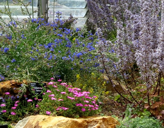 Nadezda's Garden and Home : Alpine Plants