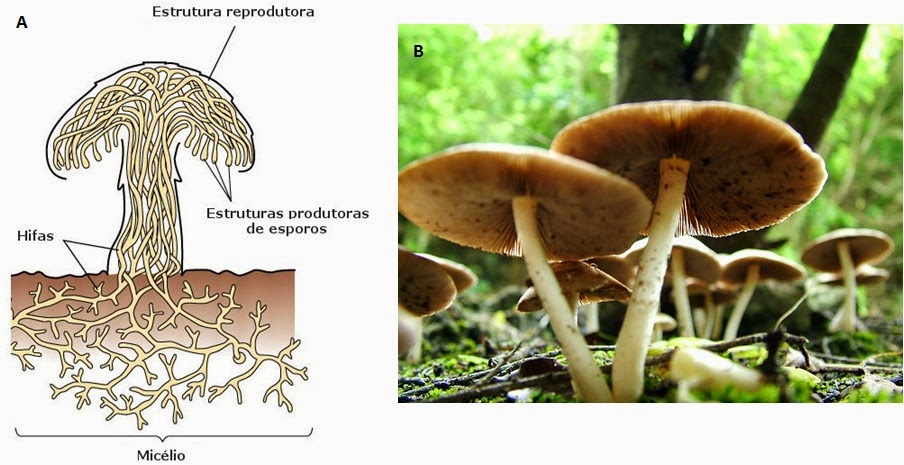 ciência: 101: Reino Fungi: Introdução e Características Gerais