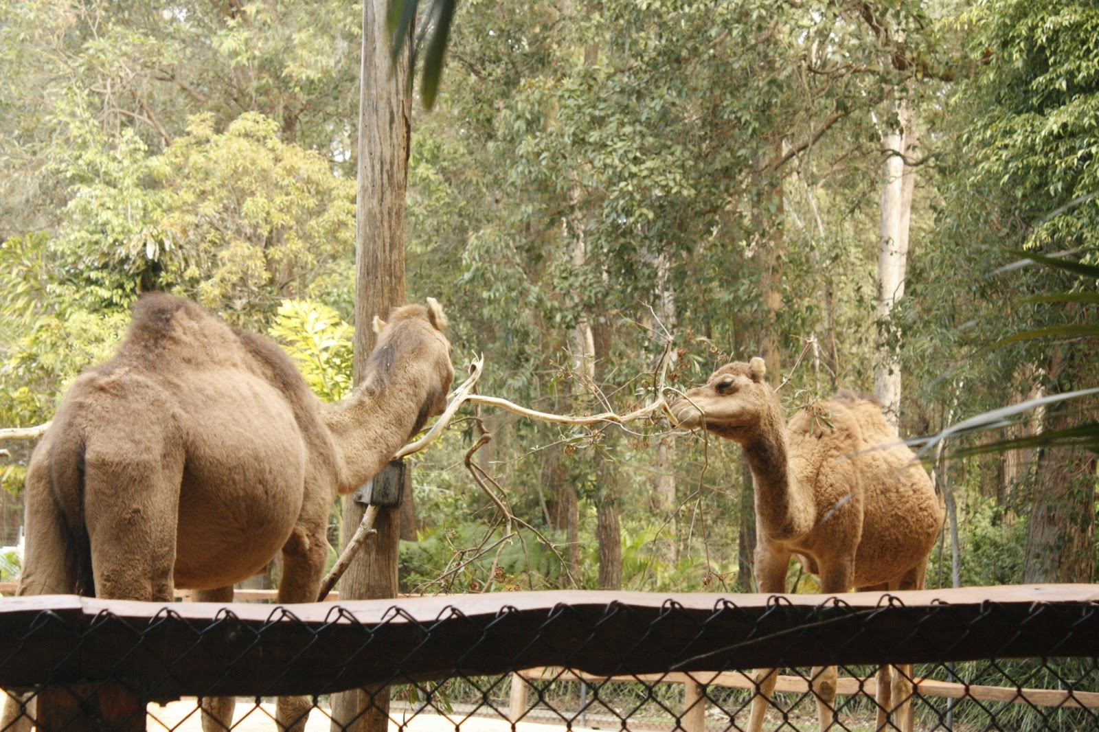 Nicole Borgonia: Around AU in 58 Days: Steve Irwin's Australia Zoo