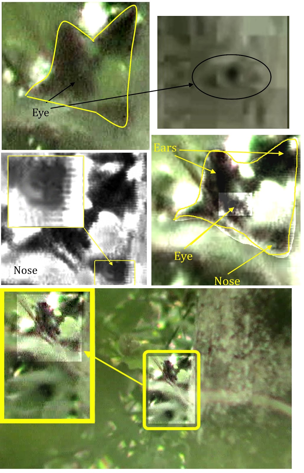 Dogman - The Monsters are Real: Dogman Photographs and Sketches