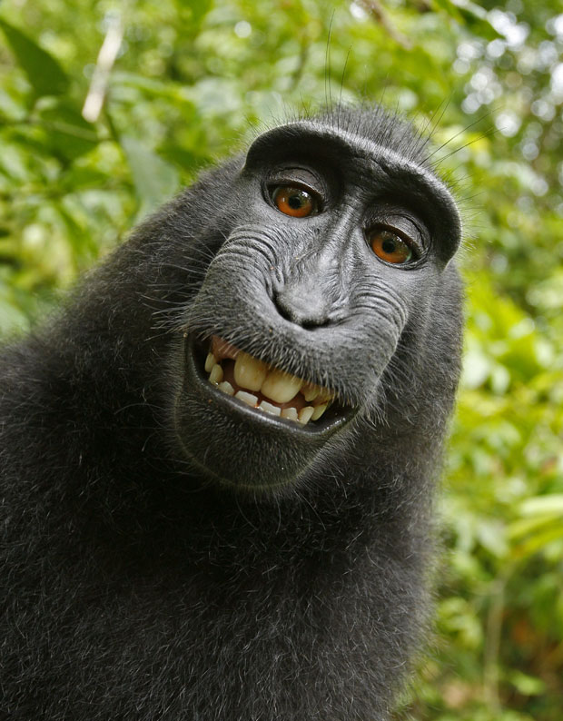 Cantinho da Brisa: Macaco rouba câmera de fotógrafo e faz um ...