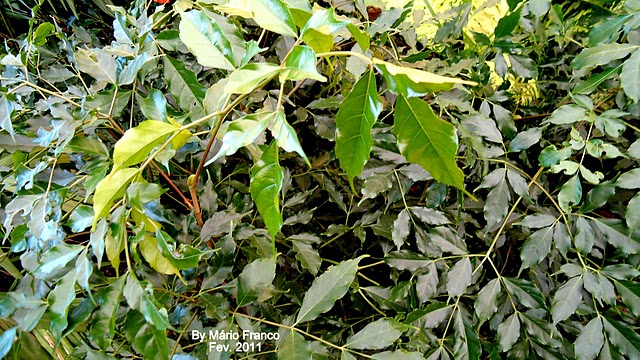 Meu Cantinho Verde: LÉIA-VERDE - ( Leea coccinea )