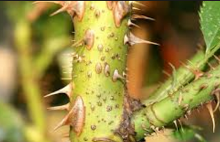 KLASIFIKASI MORFOLOGI BATANG DAN EKOLOGI BUNGA MAWAR ~ STEP easy And FUN