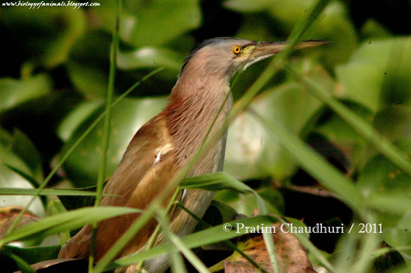 Biology of Animals: Ixobrychus sinensis (Yellow Bittern)