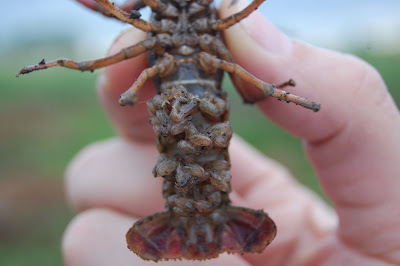 The Gleasons: Science Lesson - The Crawdad