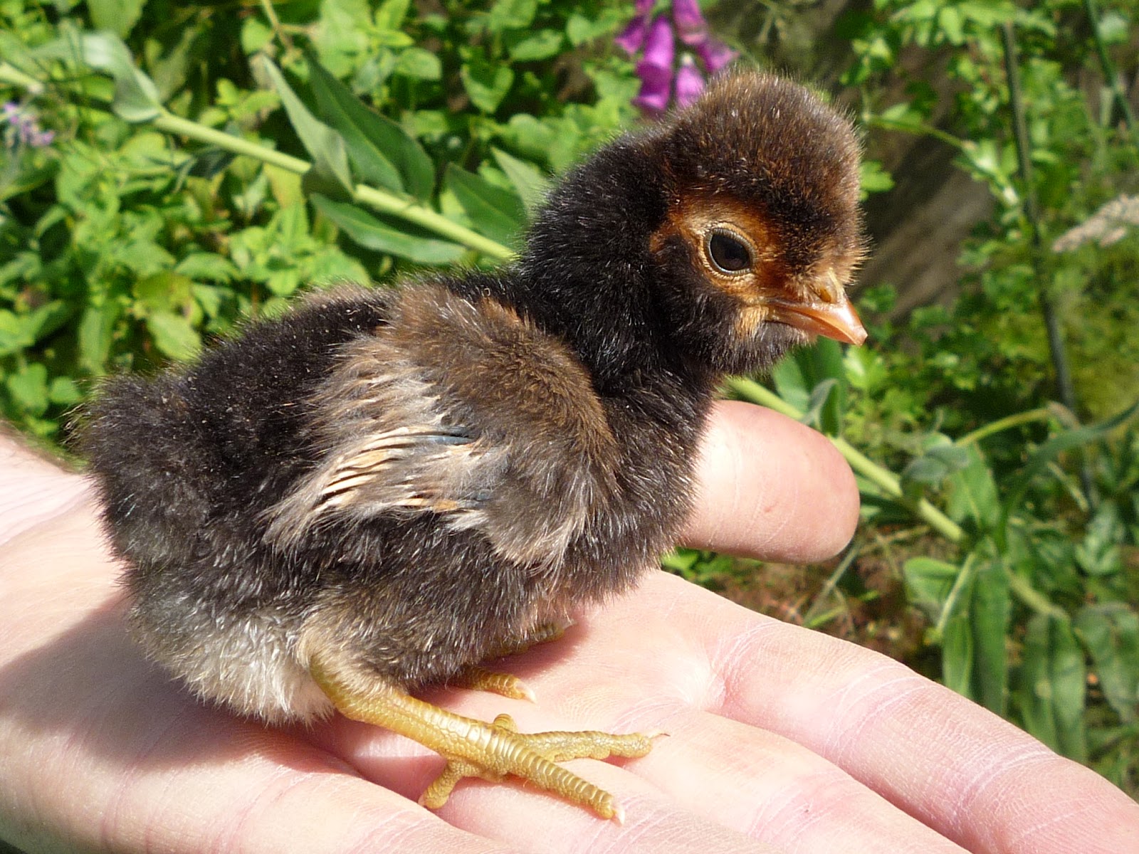 Choosing Chickens - Polish Crested - Beauty, Brains and Rusticity ...