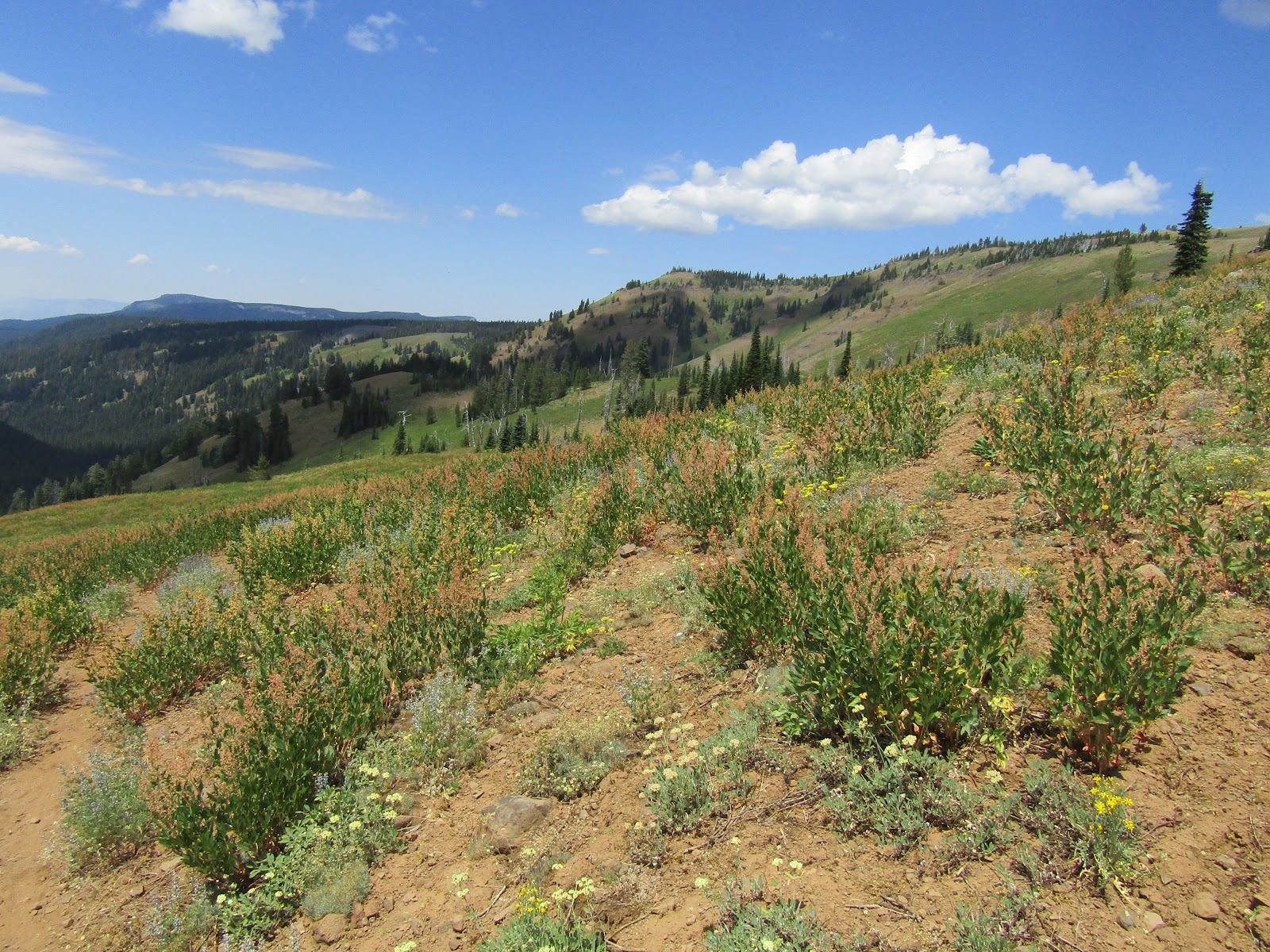 Holly's Horse Tales and Trails: Moss Springs and North Fork John Day ...