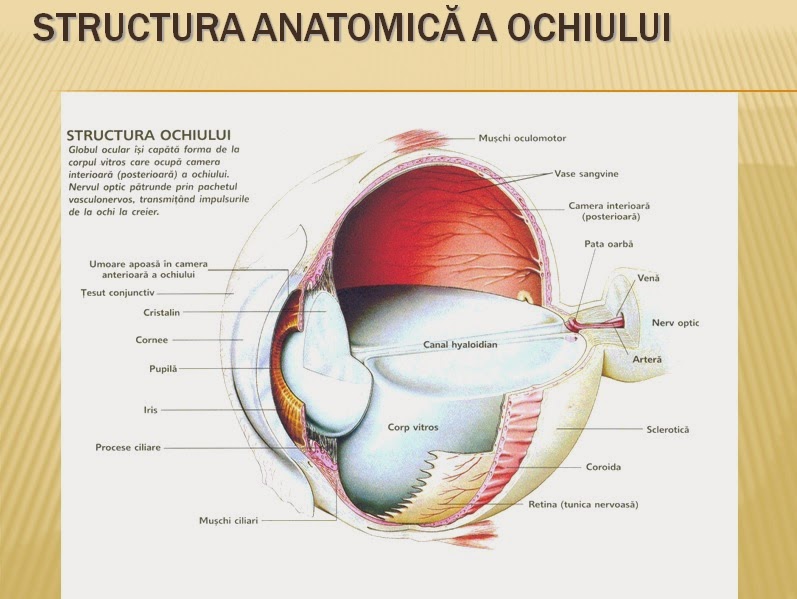 (DOCX) Ochiul-sistem Optic Natural - DOKUMEN.TIPS