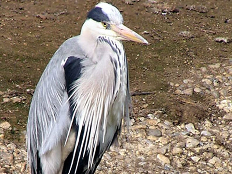 Tamilnadu Tourism: Karikili Bird Sanctuary, Kancheepuram