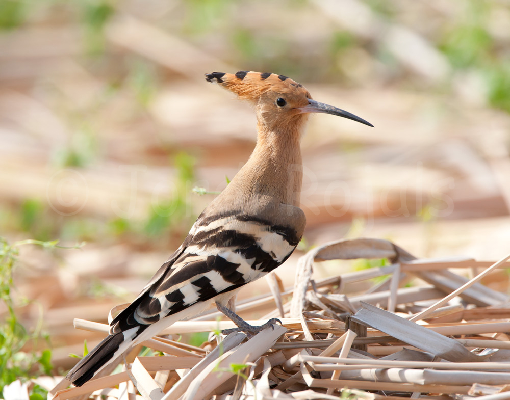 NATUREPHOTO: de març 2011