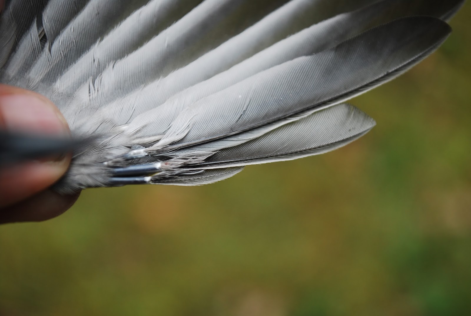 Minnesota Birdnerd: Feather Molt and Energy