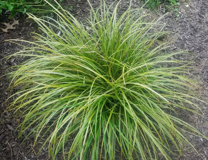 Future Plants by Randy Stewart: Carex - Ornamental Sedge