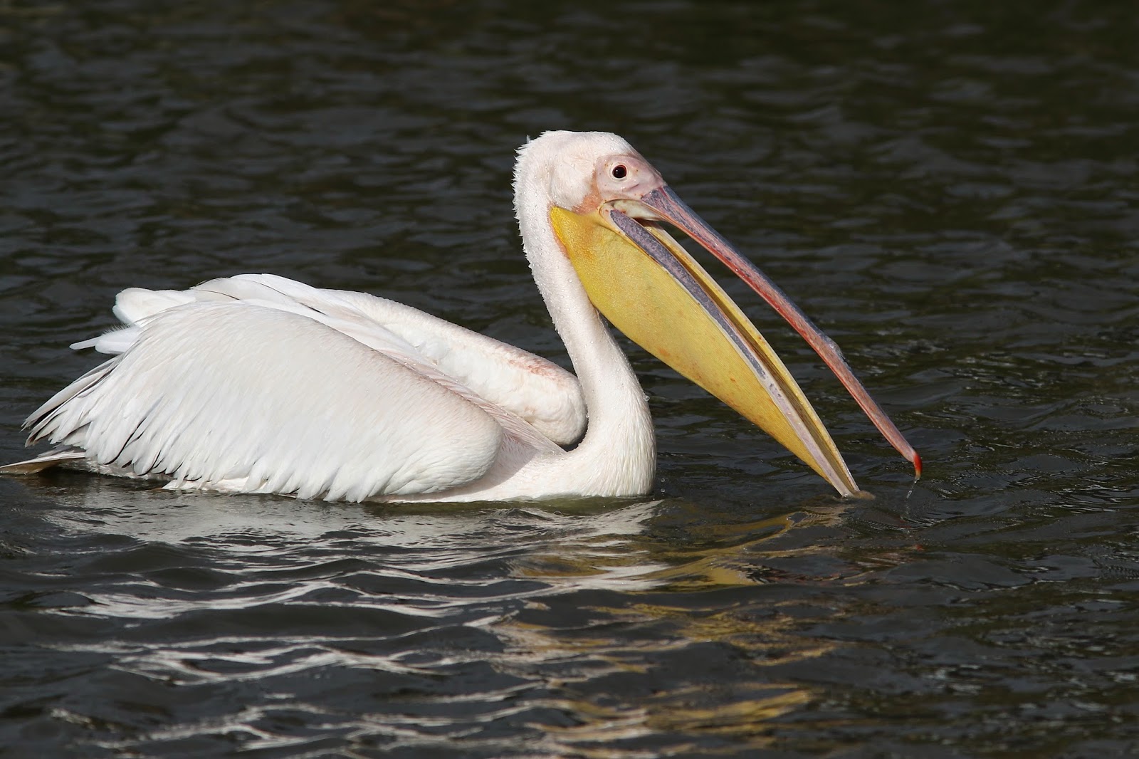 De Vogelaars: Roze Pelikaan - Callantsoog - 25 oktober 2014.