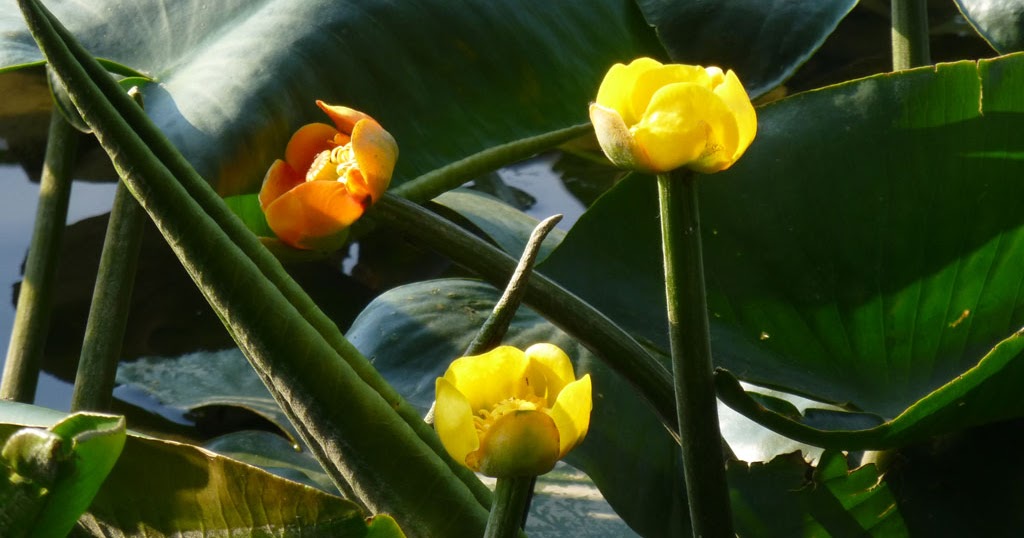 コウホネ Japanese Spatterdock-水元公園の生き物