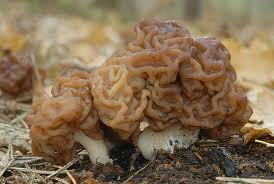 MARCAS MICOLÓGICAS: GYROMITRA ESCULENTA