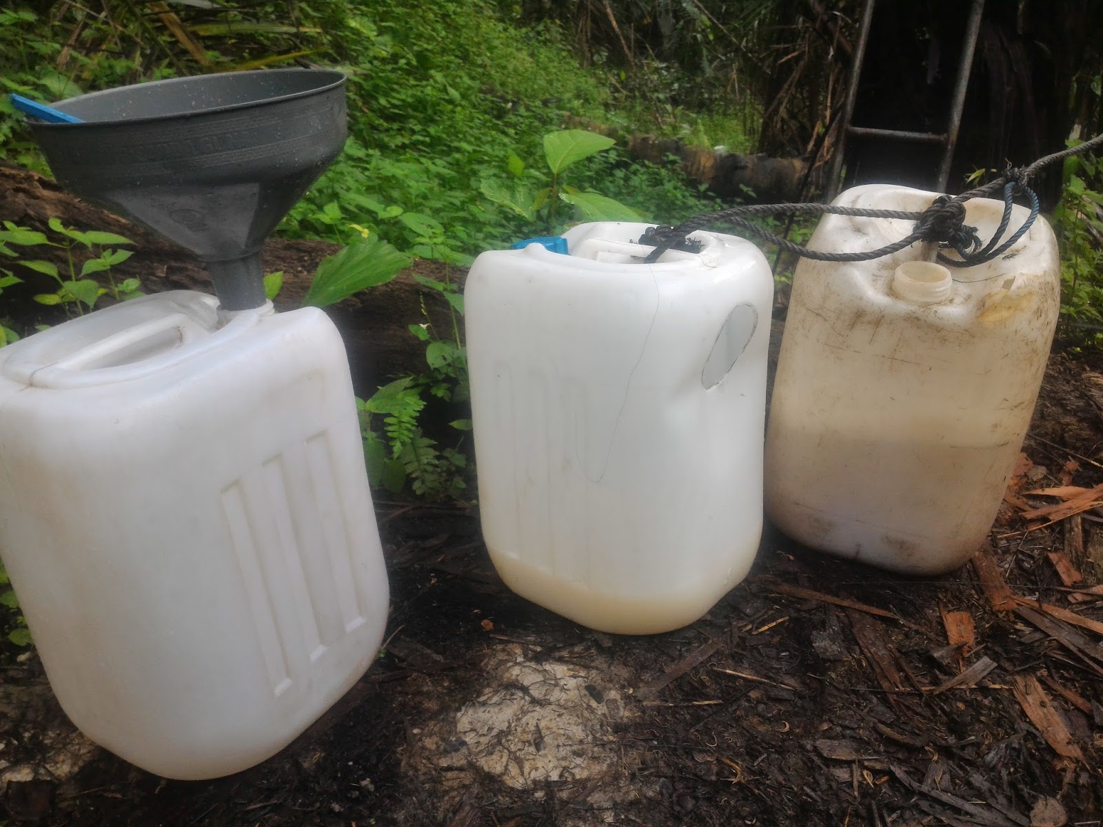 Blog Kita: Pembibitan Pohon Aren