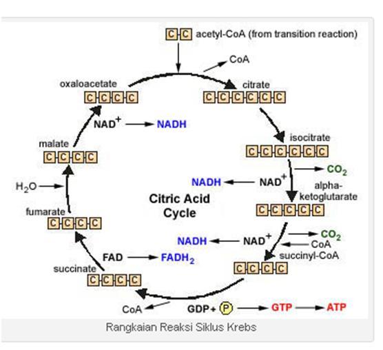 Siklus Krebs
