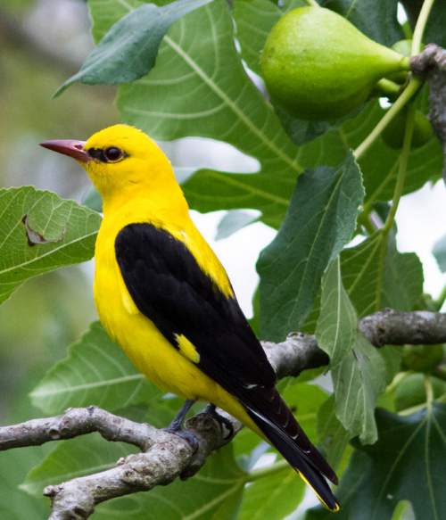 Eurasian golden oriole | Birds of India | Bird World