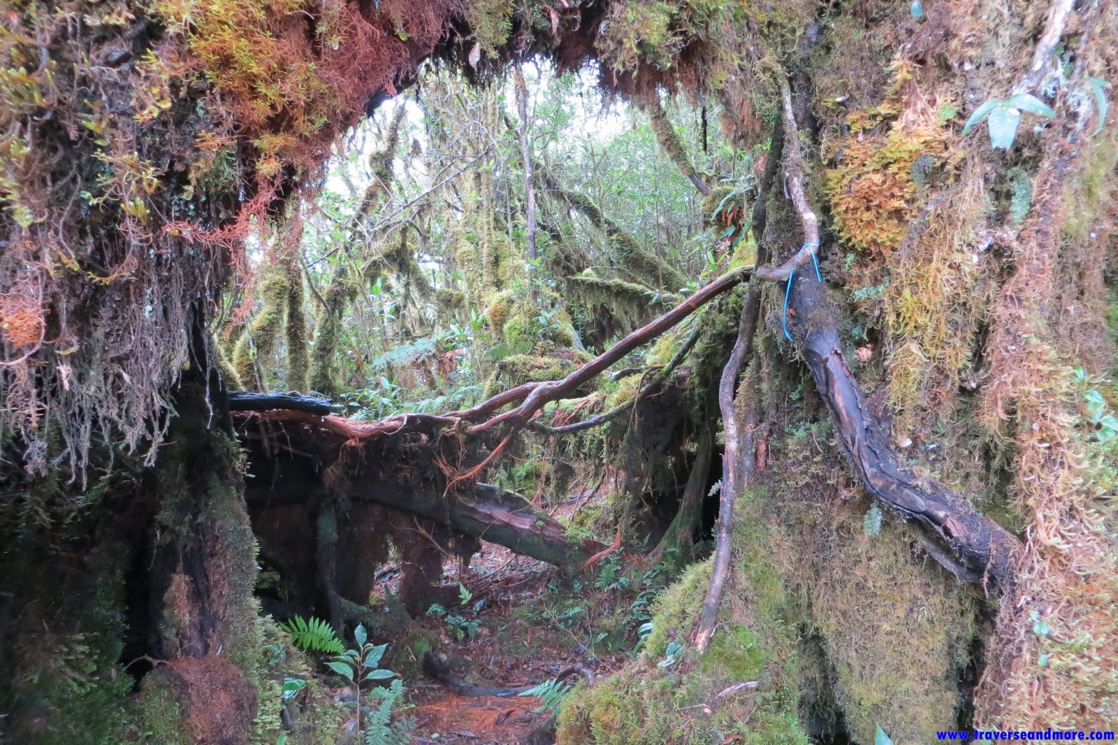 Mt. Sumagaya to Mt. Lumot Traverse: Climbing the Edge of Northern ...