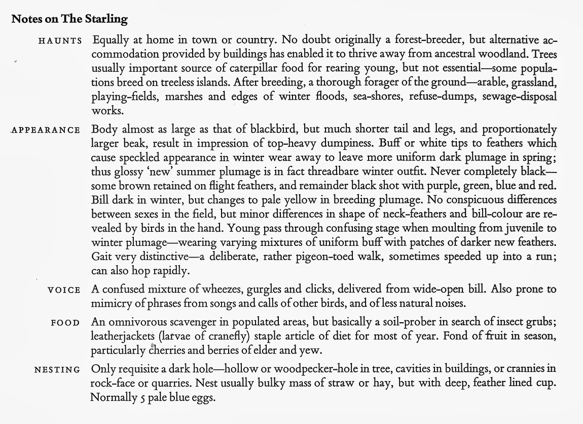 Welcome: The Starling