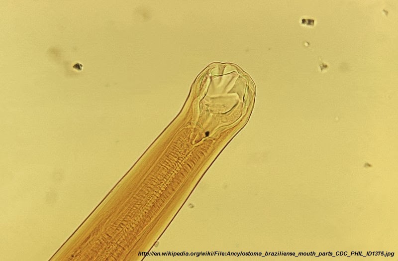 VOC: Parasit ; Ancylostomum