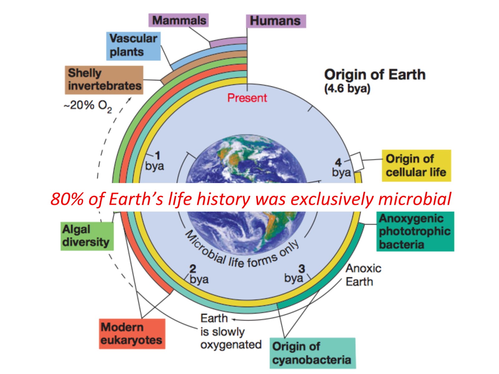 Brief Introduction of Microbial Diversity - Microbes World