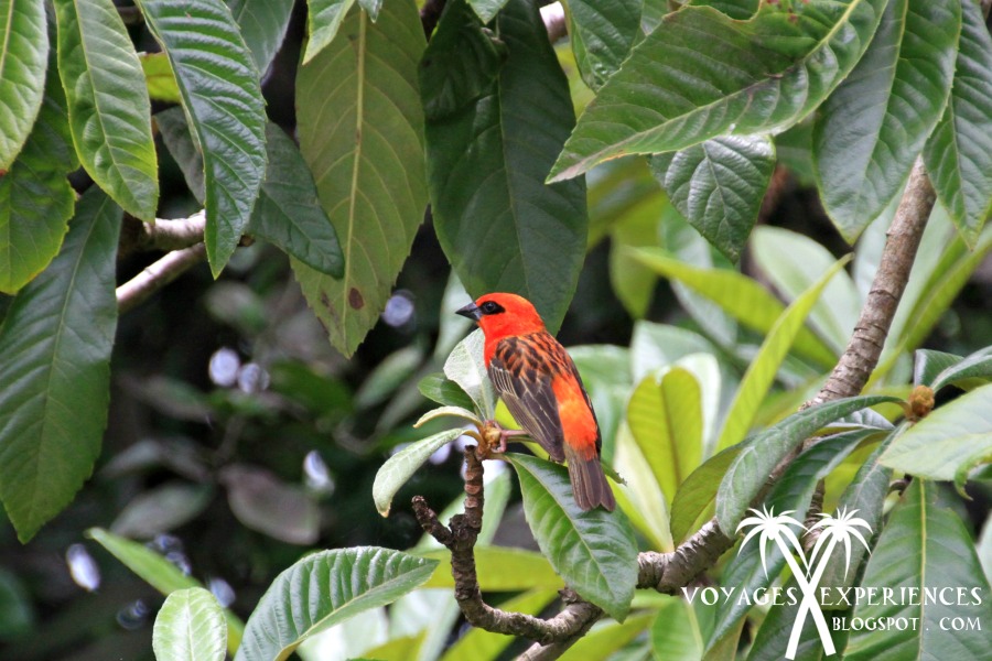 Voyages et Expériences : Les couleurs de l'île Maurice, le ROUGE