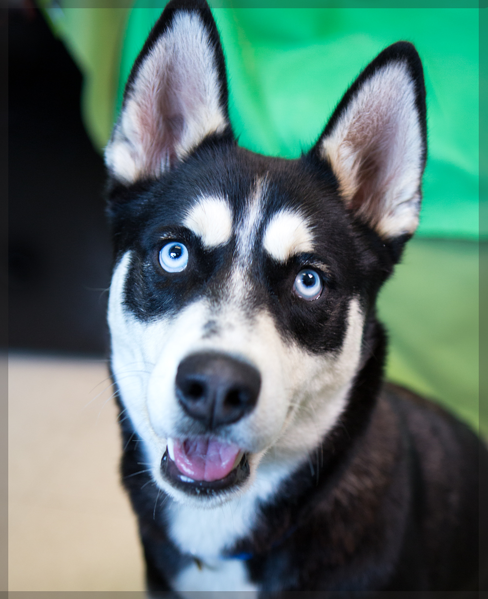 Shelter Dogs of Portland: " CECILIA " lively friendly Husky