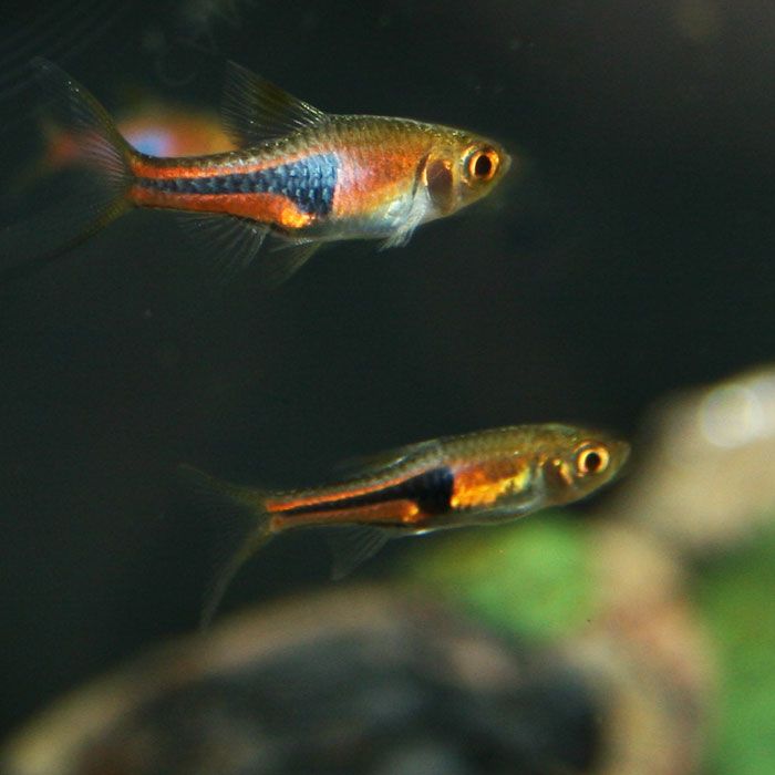 Lambchop Rasbora Care Sheet ~ Tropical Fish Types