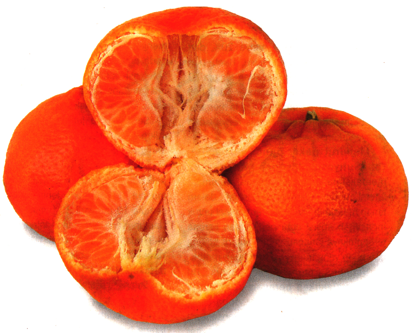 Budidaya Jeruk, Jeruk Merah - Budidaya | Perikanan, Perkebunan ...