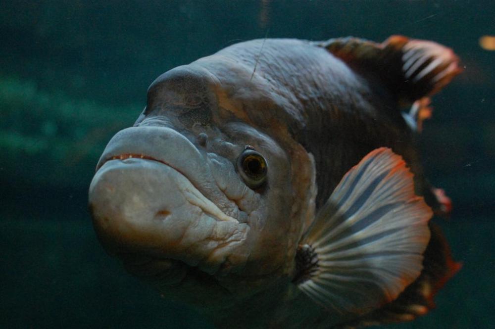 Gurami Sabah Si Ikan Gurame Raksasa Berekor Merah - Nakama Aquatics