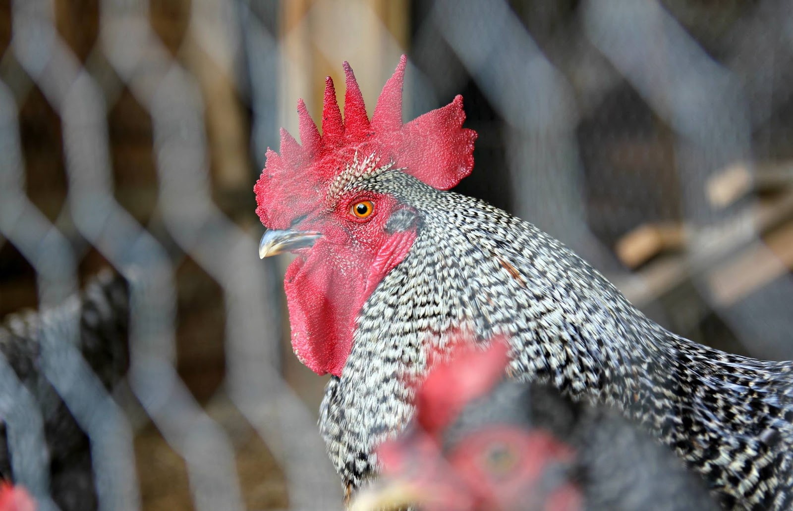 Lookin' Up: My Favorite Broom