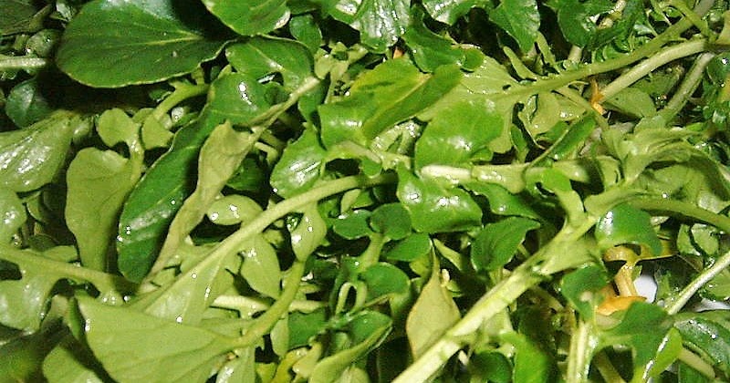 PESTS AND DISEASES OF WATERCRESS |The Garden of Eaden