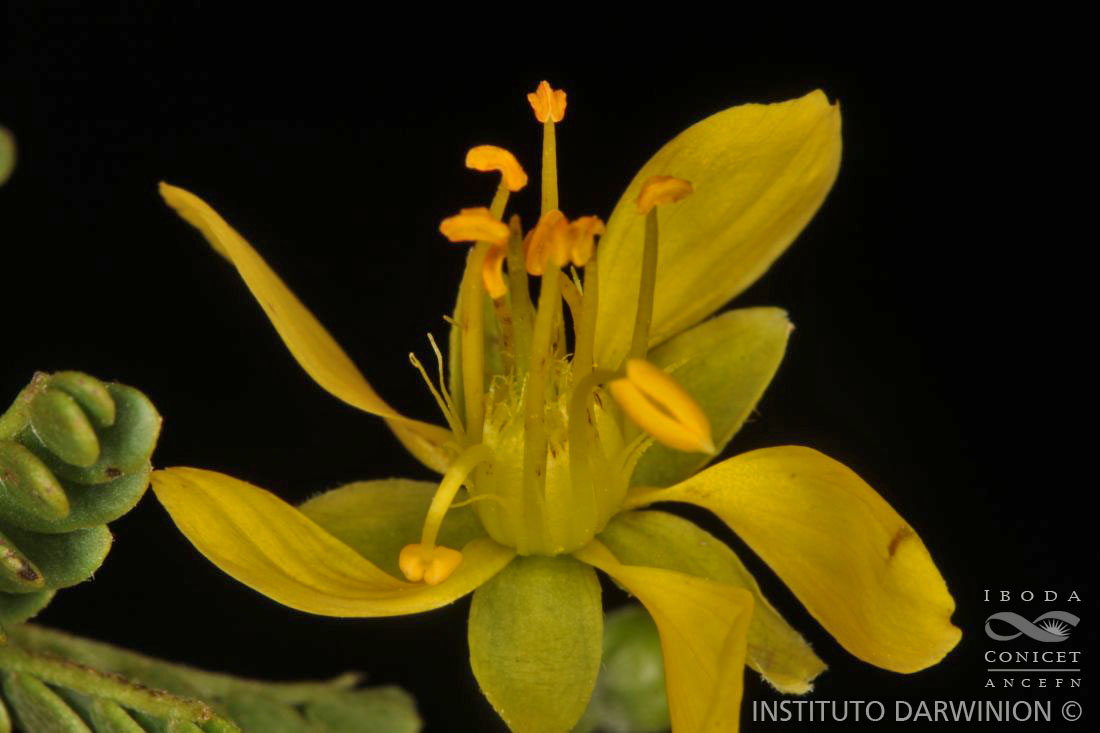 Argentina nativa: Monte negro (Bulnesia schickendantzii)