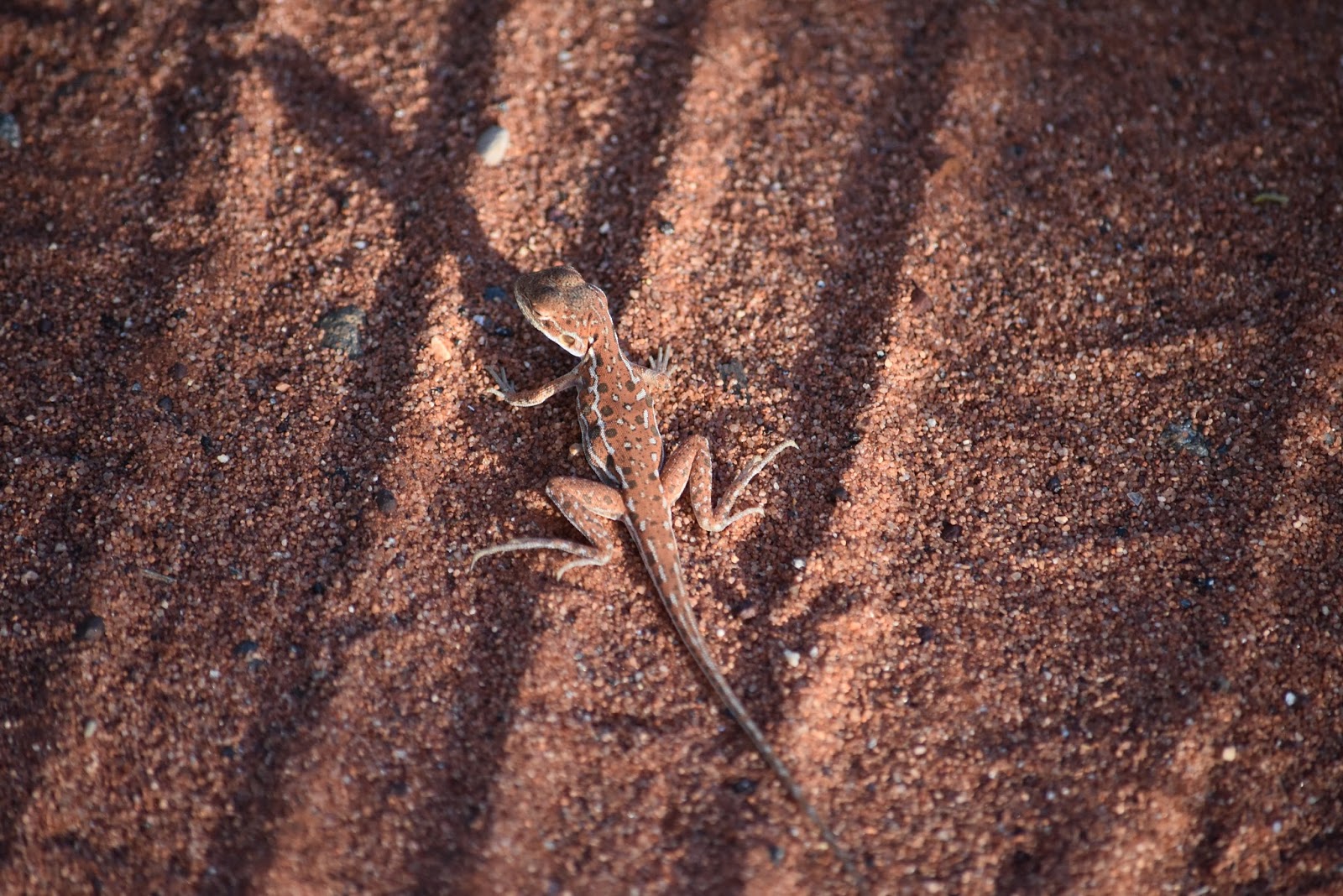 9001 REPTILES: CENTRAL MILITARY DRAGON