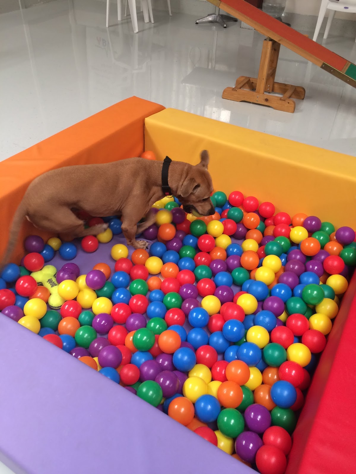 Life with Chickenruby: Soft Play in Dubai, for Dogs