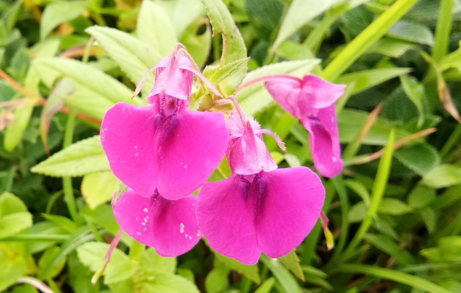 My World: Kaas Plateau - Our Own Valley of Flowers...