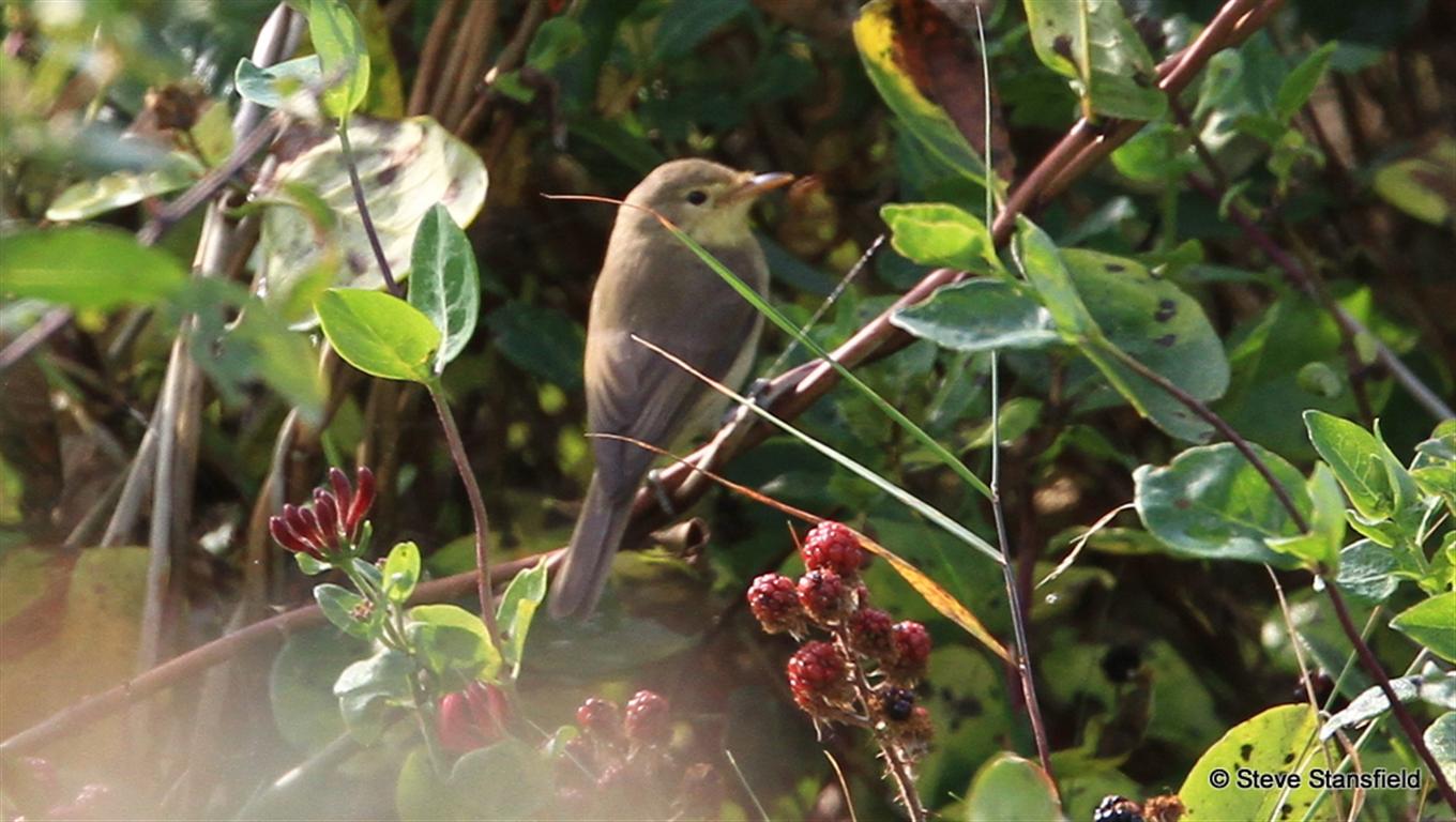 We Bird North Wales: Hippo photo fest