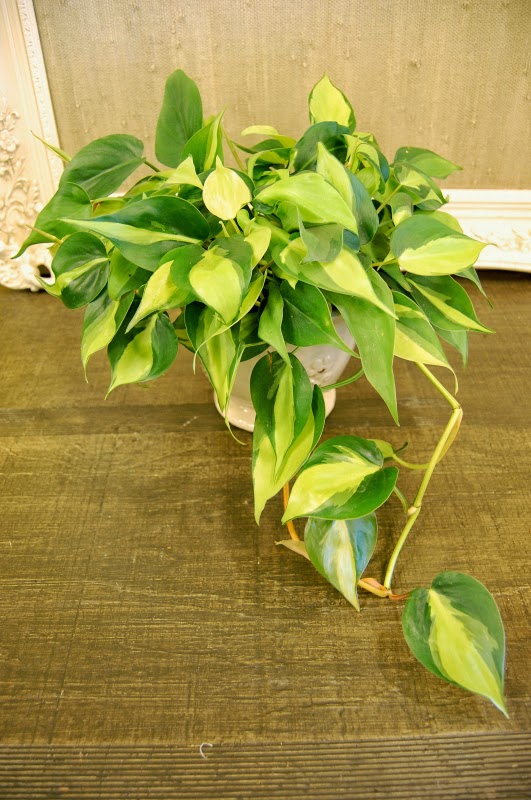 The Indoor Garden: Variegated Philodendron cordatum