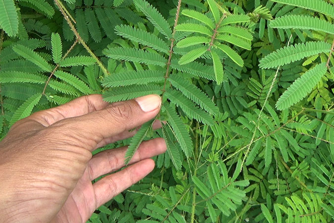 Giant sensitive plant (Mimosa diplotricha)
