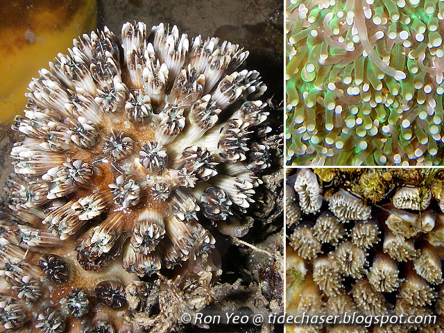 tHE tiDE cHAsER: Hard Corals (Phylum Cnidaria: Order Scleractinia) of ...
