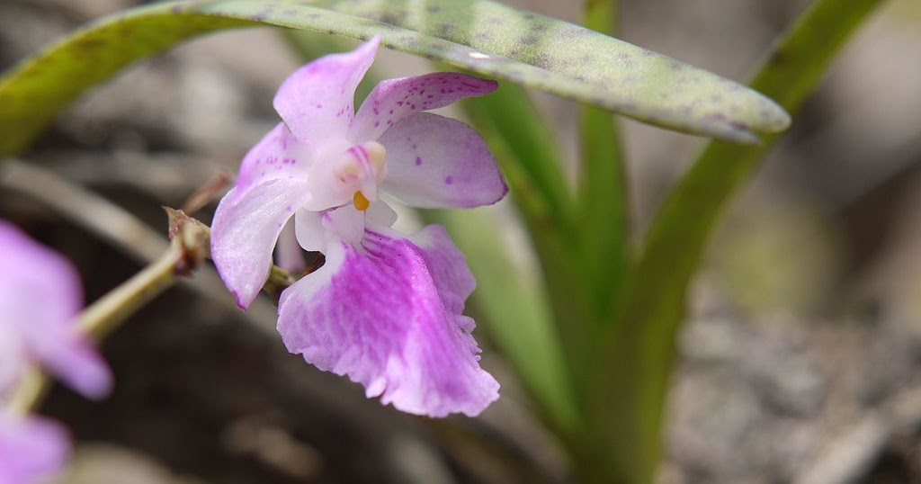 Grow and care Aerides maculosa orchid - The Spotted Aerides | Travaldo ...