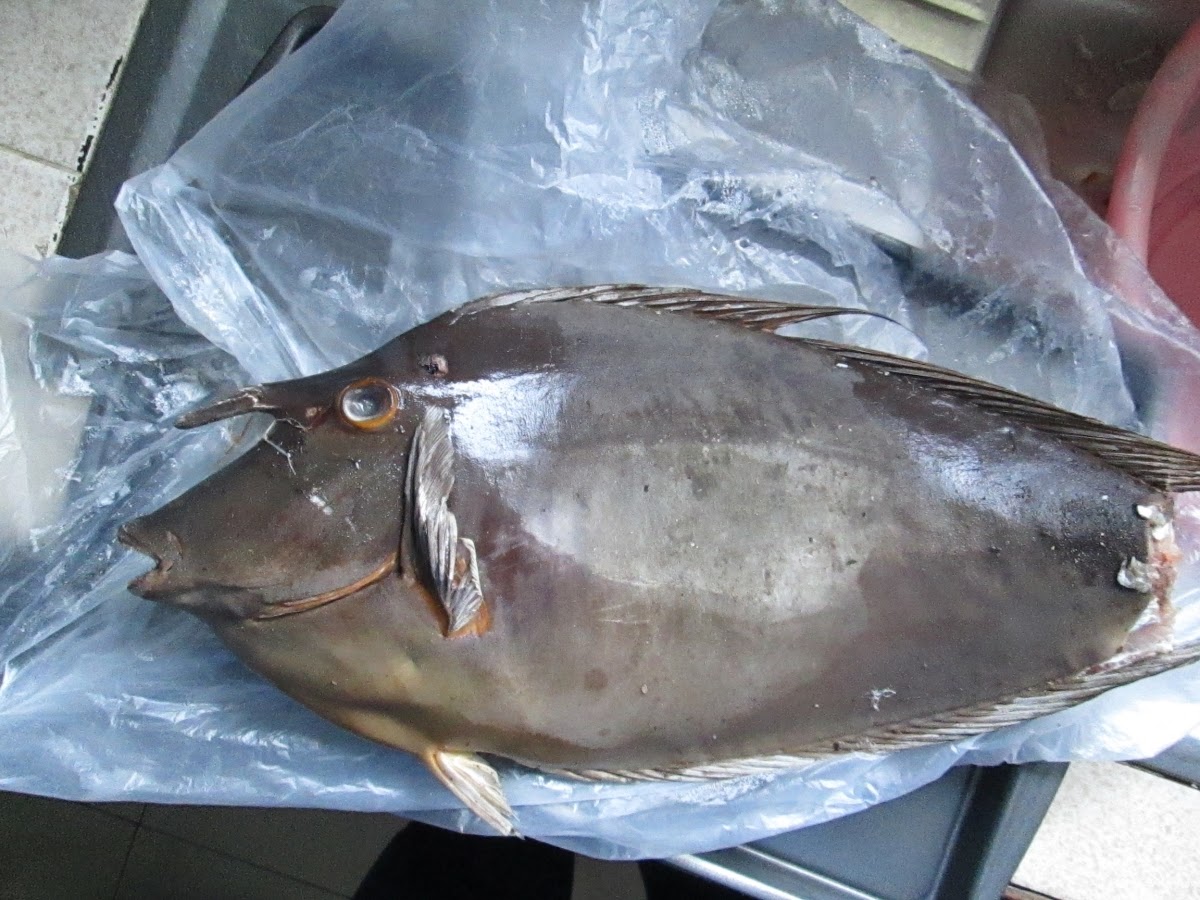 Pack Mule for Christ