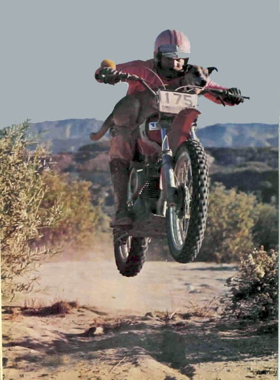 Motobast: Kookie the race dog, riding shotgun on a desert race with ...