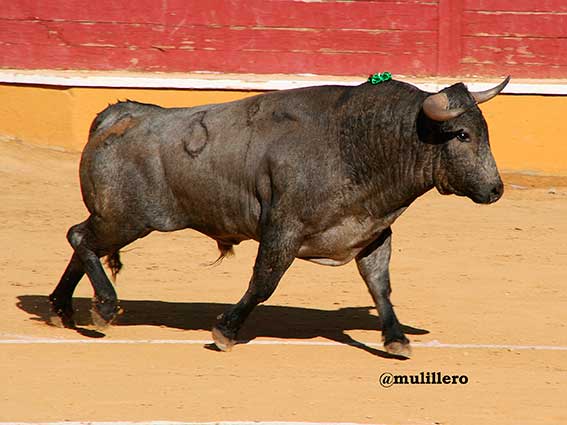 Blog de Mulillero: julio 2016