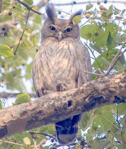 Dusky eagle-owl images | Birds of India | Bird World