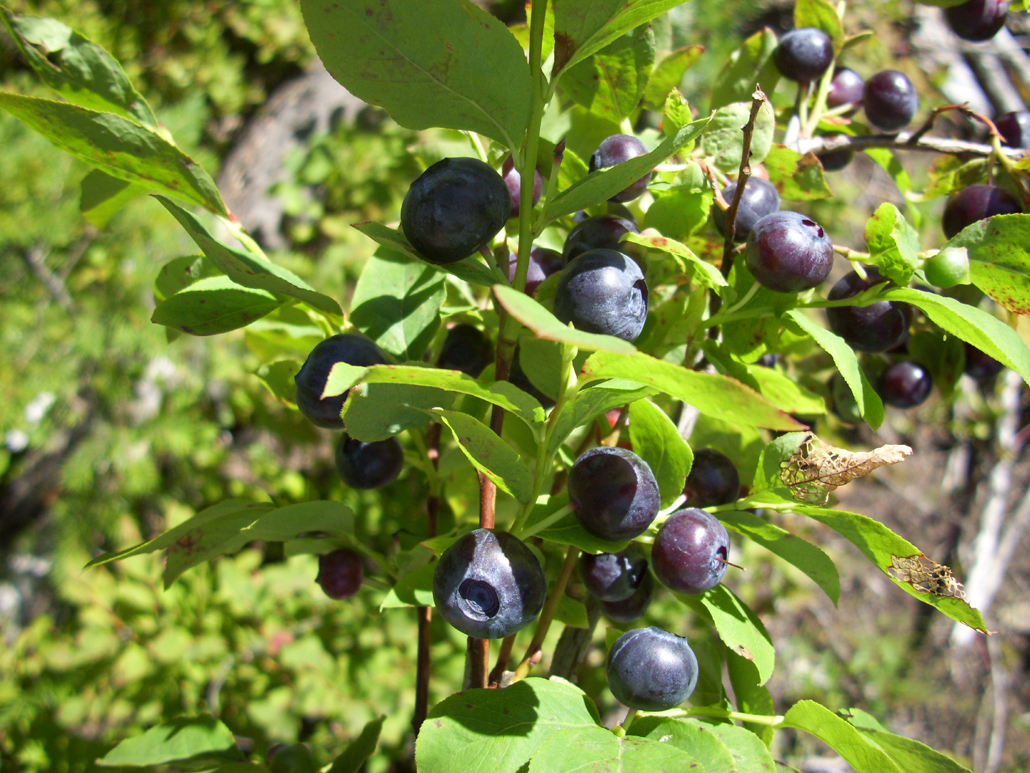 Picking Huckleberries - Roads to Everywhere
