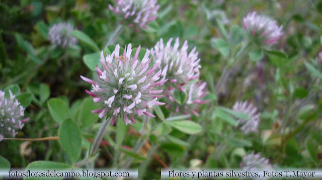 Flores y plantas silvestres: " Trifolium hirtum ". Trébol, Trébol velloso.