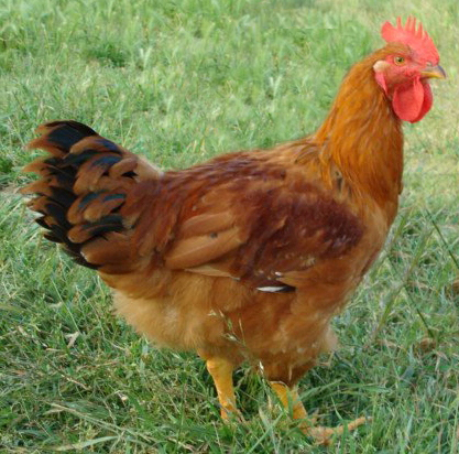 POLLERIA ANTONIA: LES VARIETATS DE POLLASTRE.